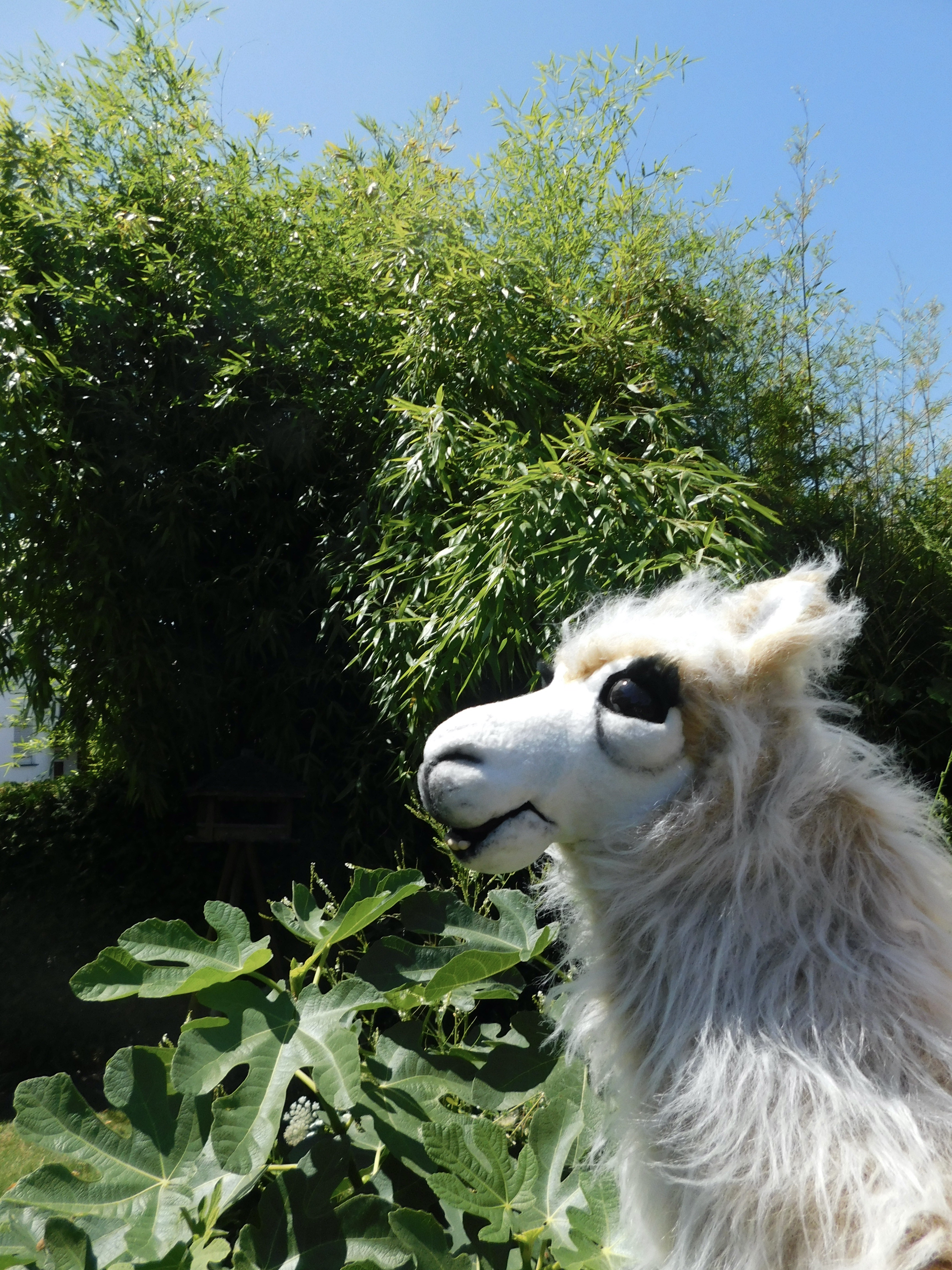 Paco the Alpaca – Spunky Puppets