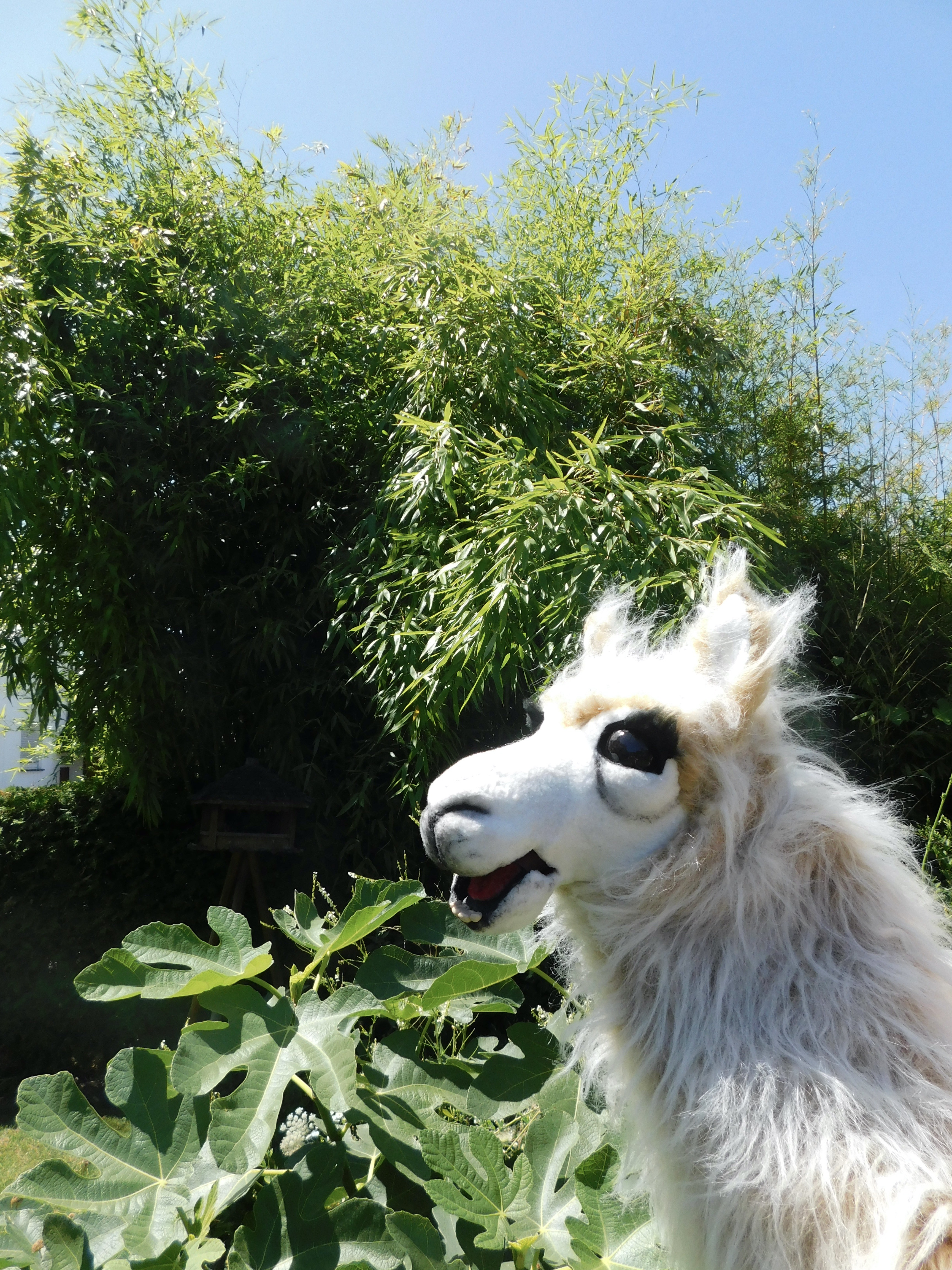 Paco the Alpaca – Spunky Puppets