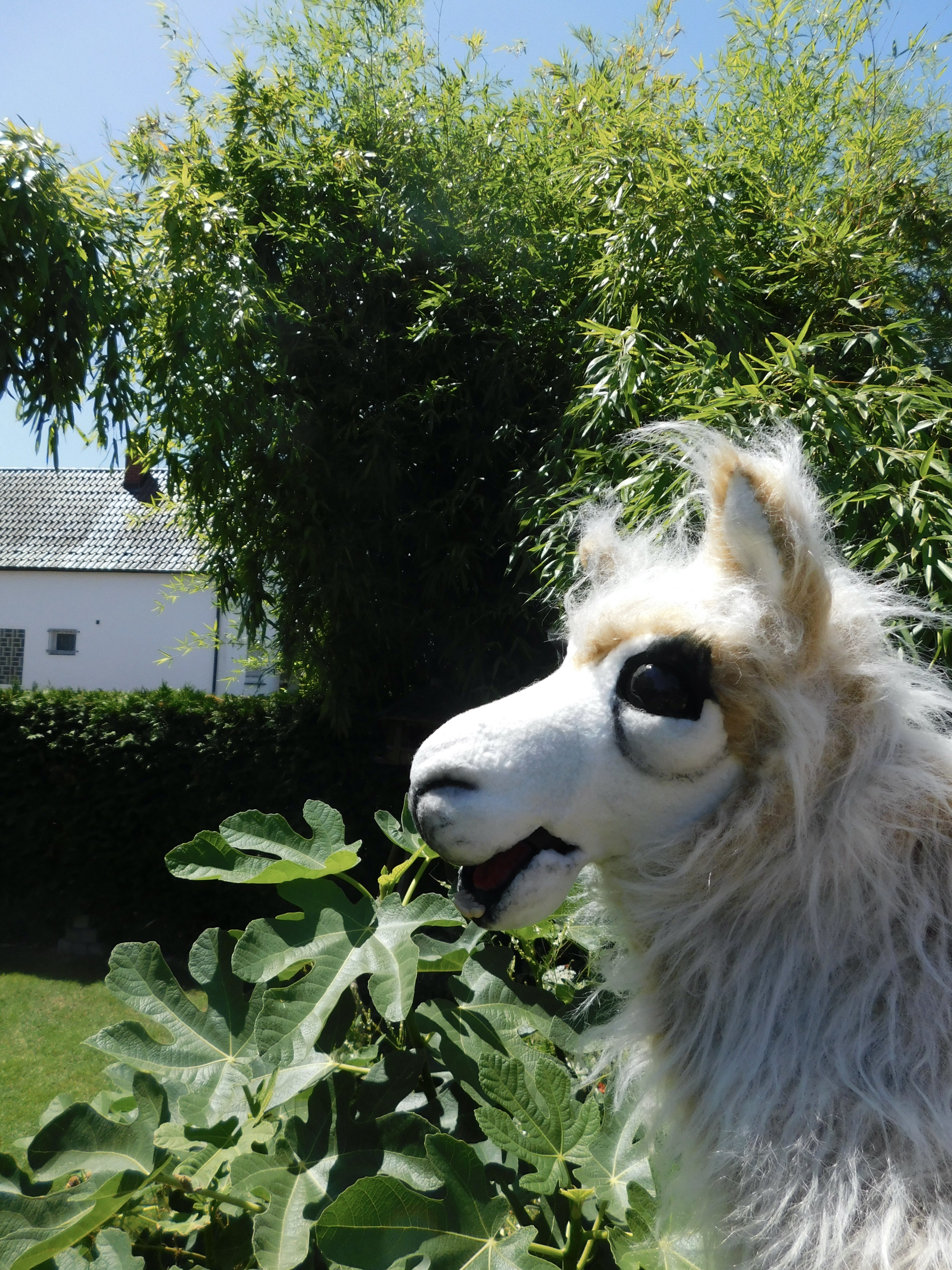 Paco the Alpaca – Spunky Puppets